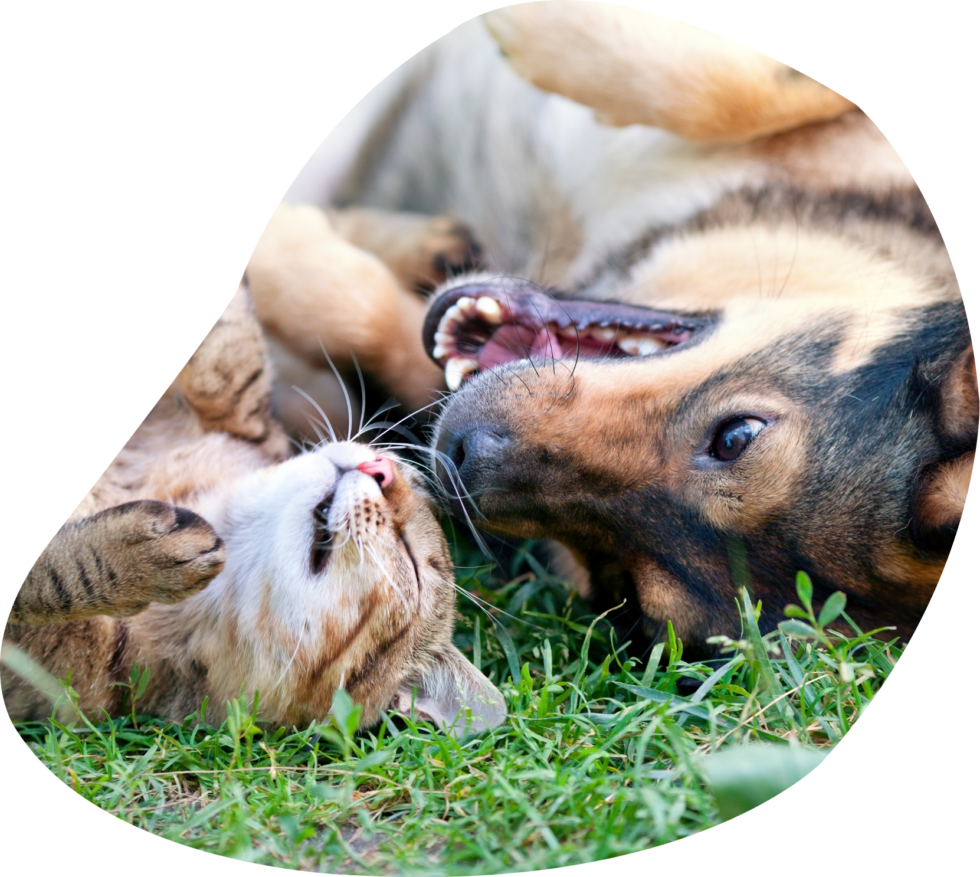 Hub City Humane Society - Hub City Humane Society